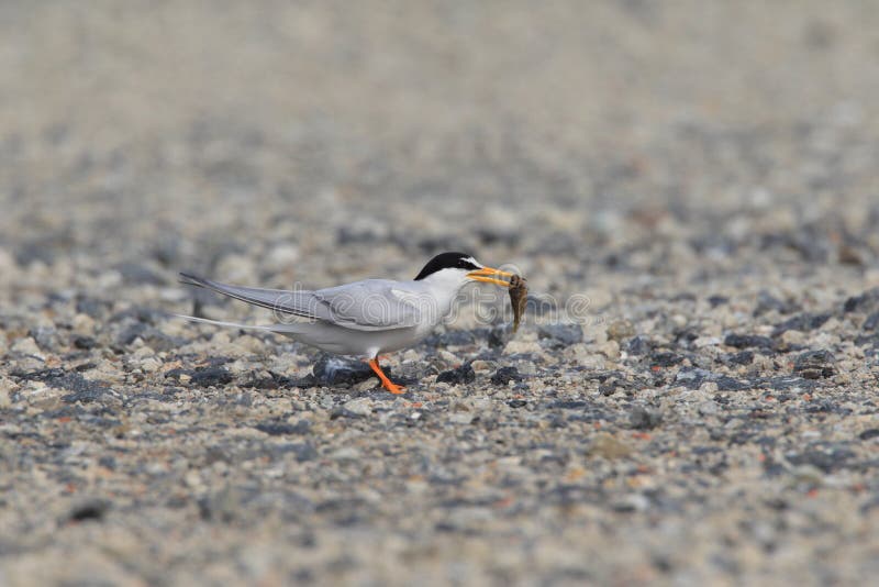 Little Tern nesting stock photo. Image of wing, migrating - 39401654