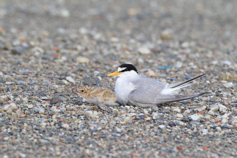 Little Tern nesting stock image. Image of bird, sterna - 39431387