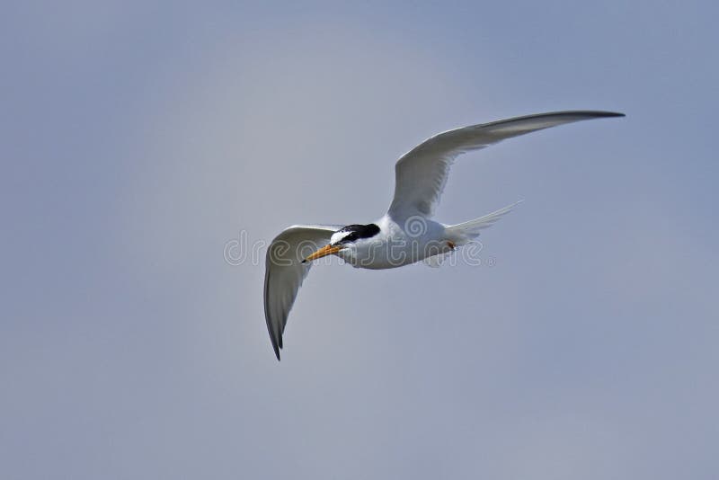 Little Tern Sternula Albifrons Stock Image - Image of tern, animal ...