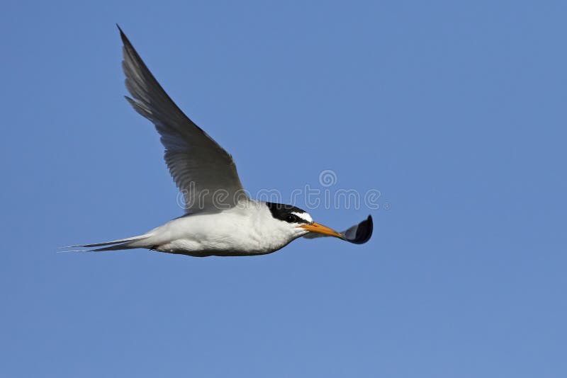 Little Tern Sternula Albifrons Stock Image - Image of bird, scandinavia ...