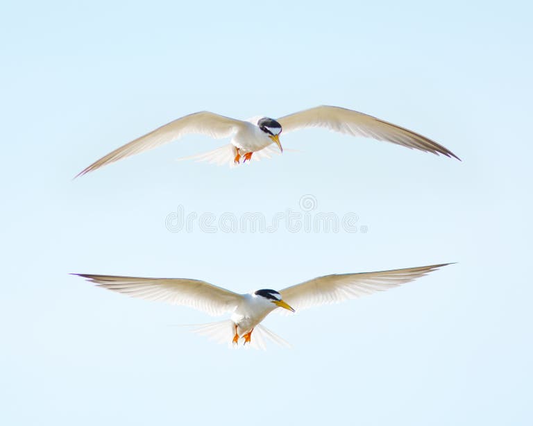 Little Tern Sternula Albifrons Stock Photo - Image of albifrons, color ...