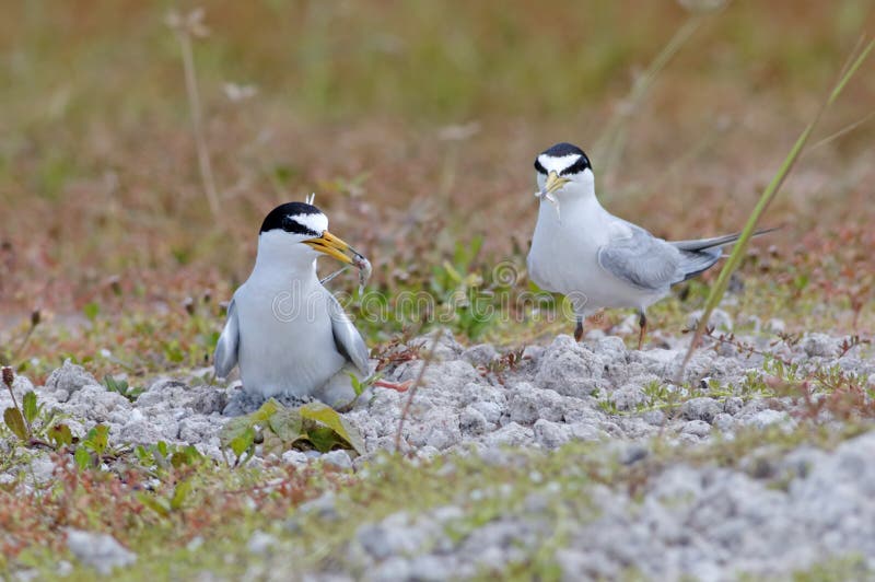Little Tern Sternula Albifrons Two Birds Feeding Fish Stock Photo ...