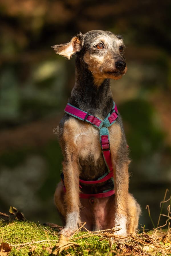 A Little Terrier Mixed Breed with Short Hair Stock Image - Image of ...