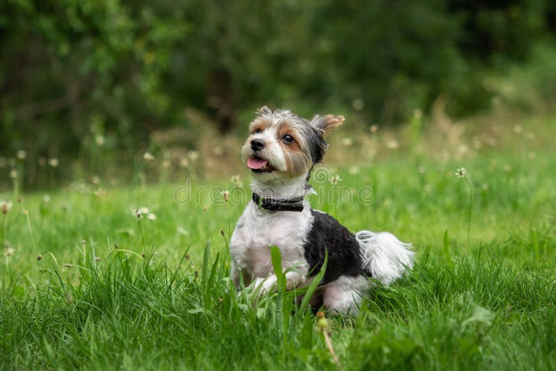 A Little Terrier with Short Hair Out in the Meadow Stock Image - Image ...