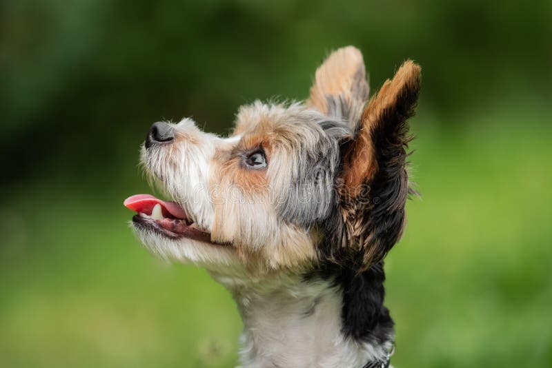 A Little Terrier with Short Hair Out in the Meadow Stock Image - Image ...