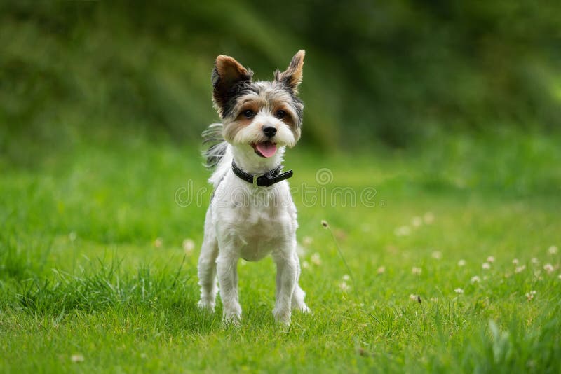 A Little Terrier with Short Hair Out in the Meadow Stock Image - Image ...