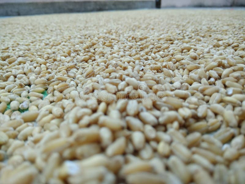 Little things stock image. Image of portrait, little - 110145857