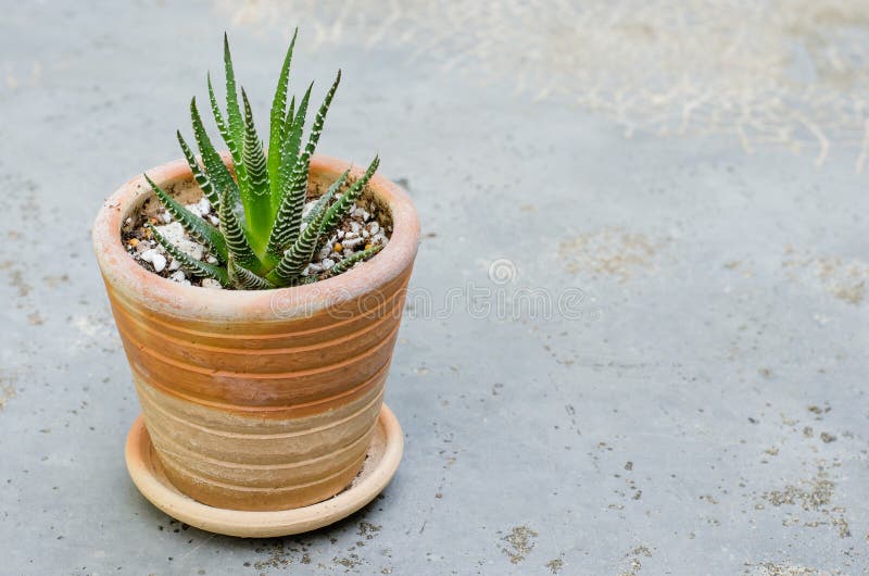 Little Cactus in Small Pottery Pot. Stock Image - Image of natural ...