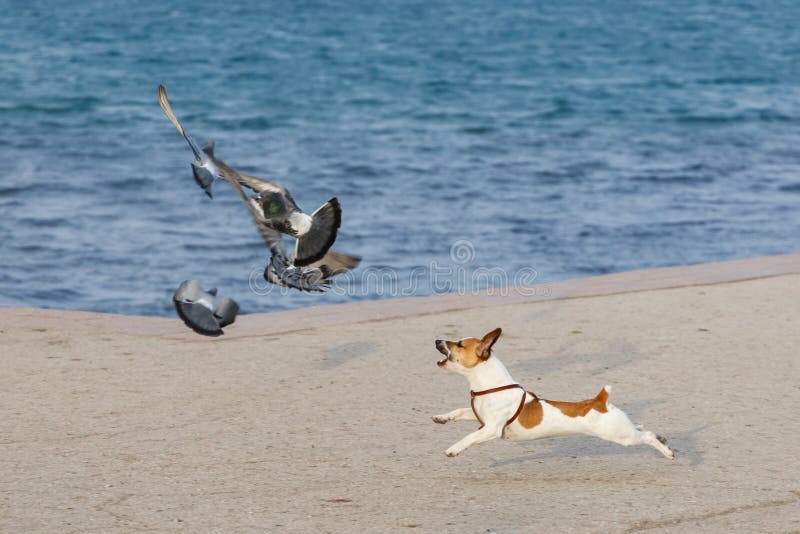 Little Thoroughbred Dog Chasing Pigeons on the Seashore Stock Image ...