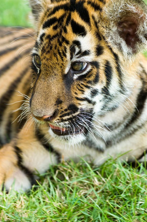 Little tiger stock photo. Image of portrait, hunter, mammal - 17856086