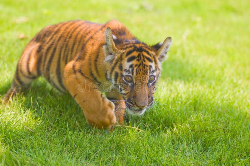 Little tiger stock image. Image of mammal, hunter, danger - 17902701