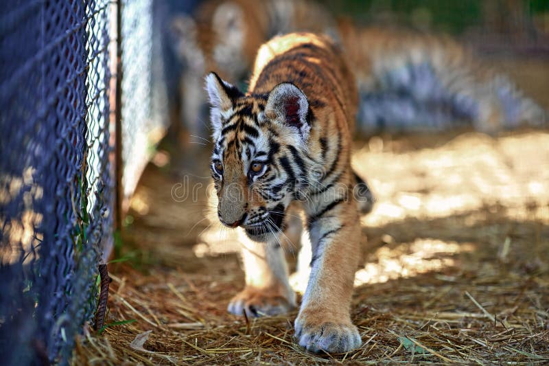 Little Tiger Cub Playing. Young Tiger Stock Image - Image of mammal ...