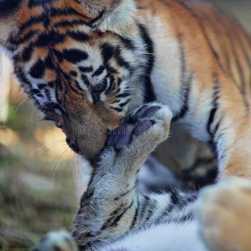 Little Tiger Cub Playing. Young Tiger Stock Photo - Image of baby ...