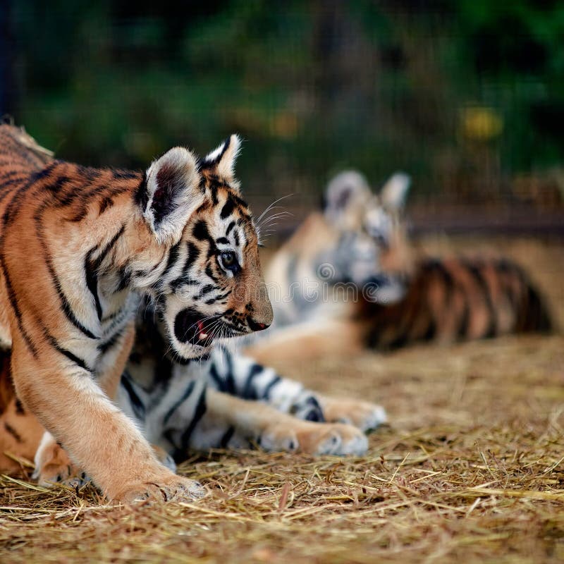 Little Tiger Cubs Playing. Young Tiger Stock Photo - Image of closeup ...