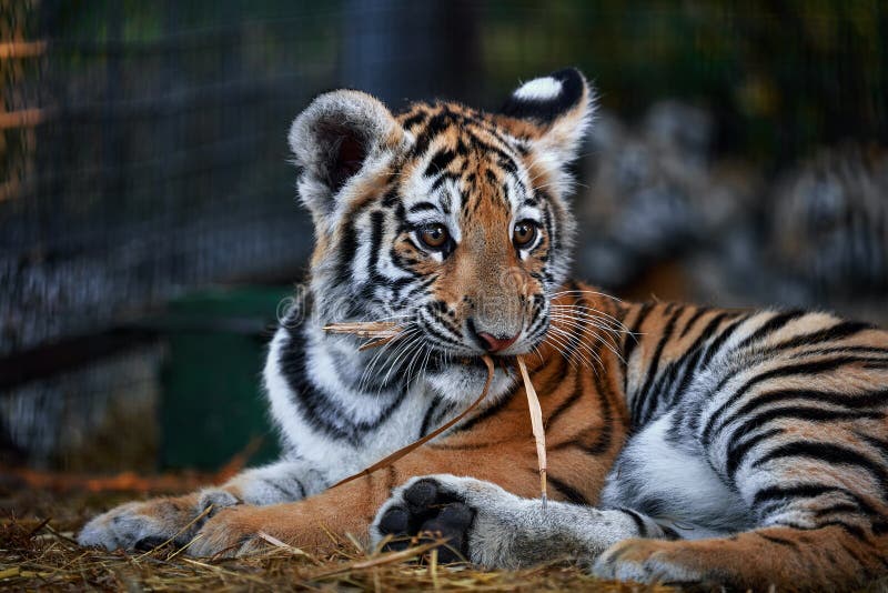 Little Tiger Cubs Playing. Young Tiger Stock Photo - Image of furry ...