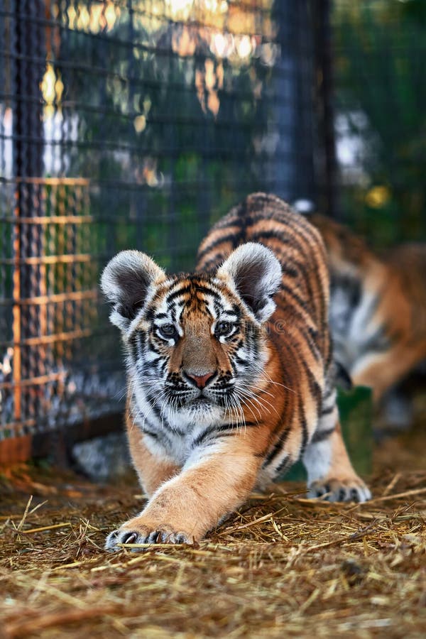 Little Tiger Cubs Playing. Young Tiger Stock Photo - Image of dangerous ...