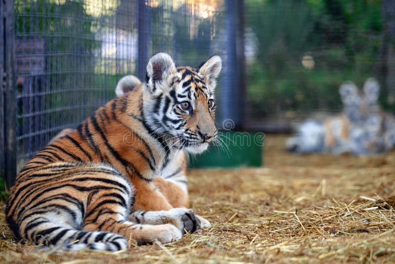 Little Tiger Cubs Playing. Young Tiger Stock Photo - Image of closeup ...