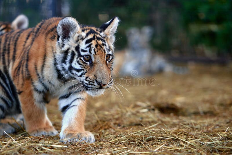 Little Tiger Cubs Playing. Young Tiger Stock Image - Image of national ...