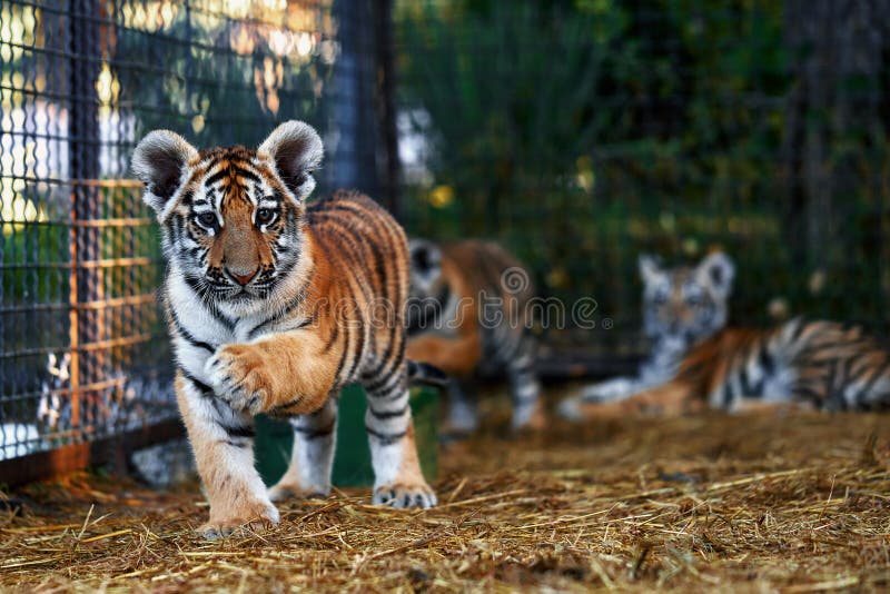 Little Tiger Cubs Playing. Young Tiger Stock Image - Image of safari ...