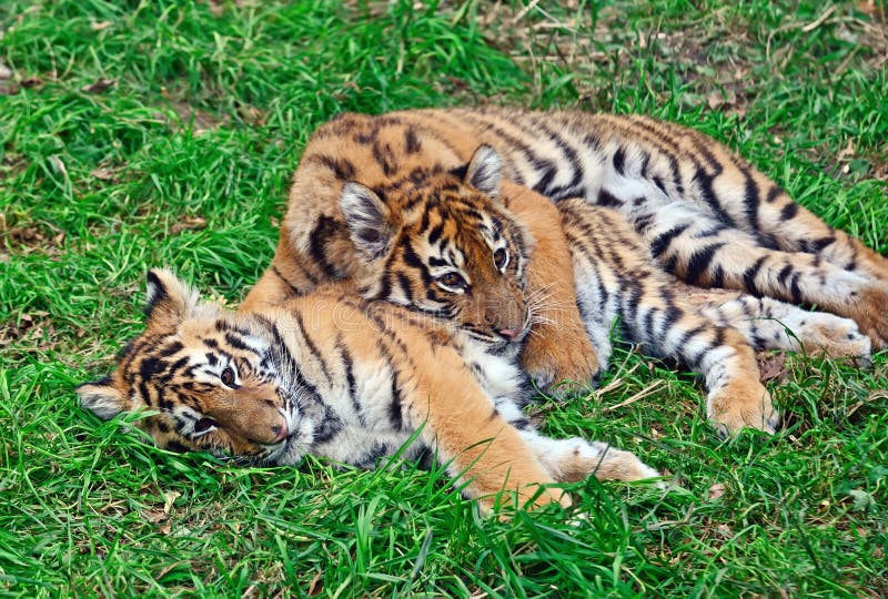 Little Tiger cute stock image. Image of cats, animals - 87772481