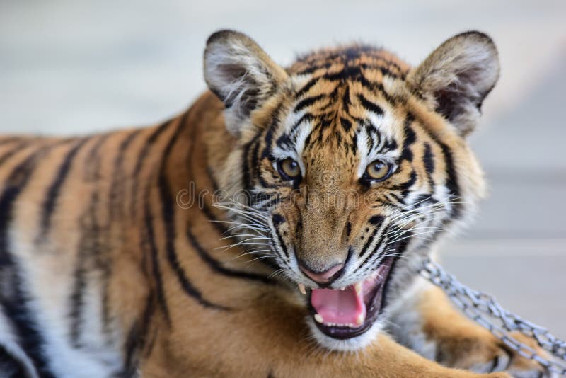 Little tiger stock image. Image of zoothailand, staring - 49203919