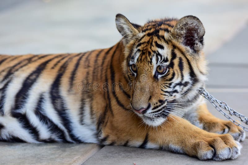 Little tiger stock image. Image of nature, sumatran, danger - 49203969