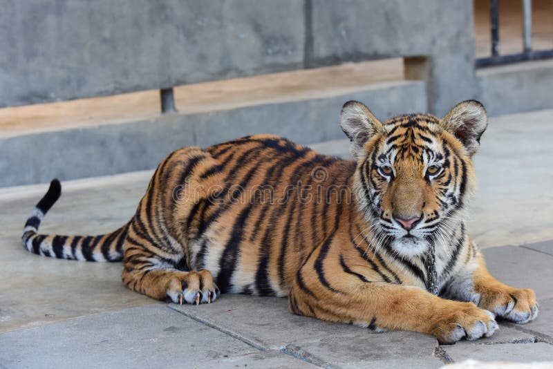 Little tiger stock photo. Image of dangerous, little - 49203974