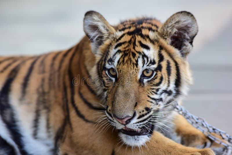 Little tiger stock image. Image of little, danger, predator - 49203995