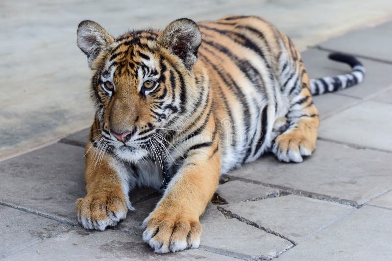 Little tiger stock photo. Image of little, dangerous - 49204022