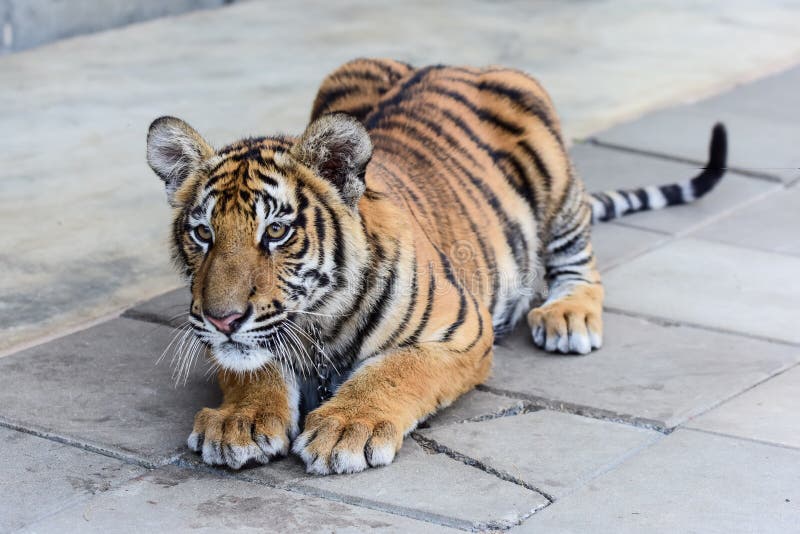 Little tiger stock image. Image of predator, nature, stripes - 49204031