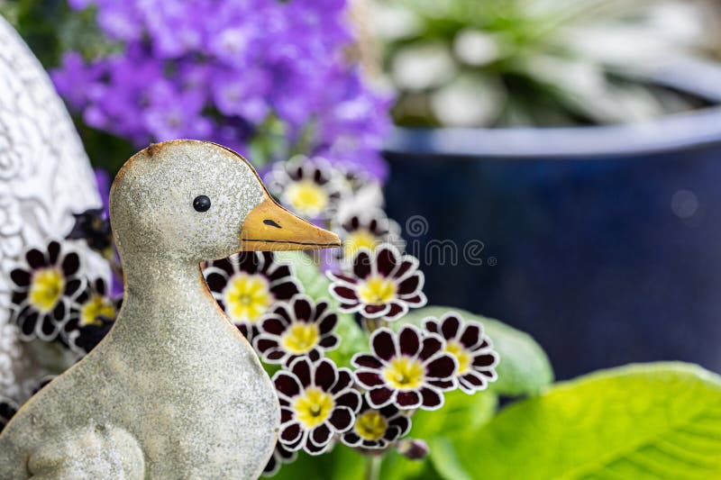 Tin Goose Standing between Primrose and Lilac Spring Flowers Stock ...