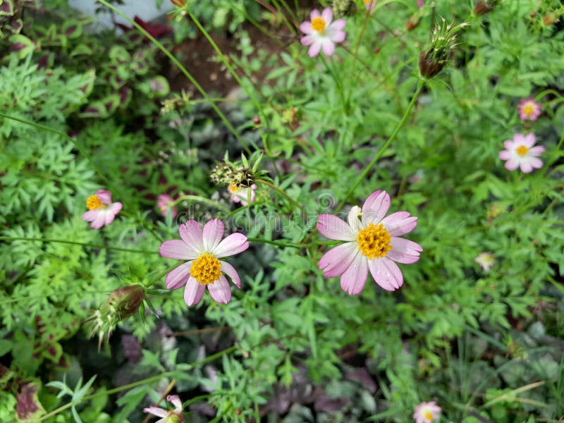 Little Tiny Beautiful Pink Flower in the Garden Stock Image - Image of ...