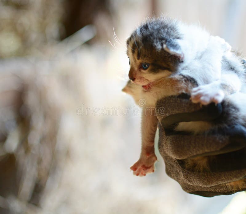 Little, Tiny Cat or Kitten Hold in Hand on Fresh Air in Cottage Stock ...