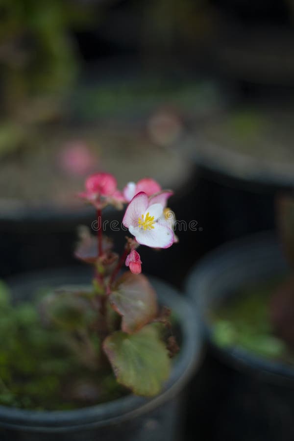 A little tiny Fresh Flower stock image. Image of plant - 264246757