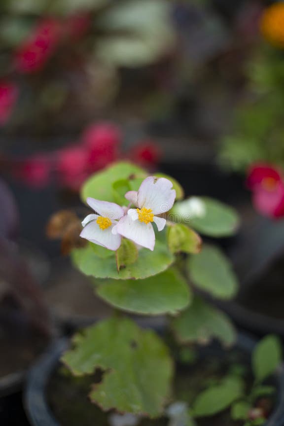 A Little Tiny Fresh Flower stock image. Image of wildflower - 264246835