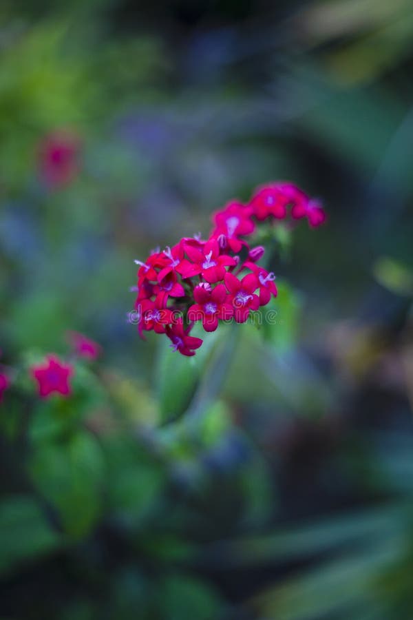 A Little Tiny Fresh Flower stock image. Image of shrub - 264271487