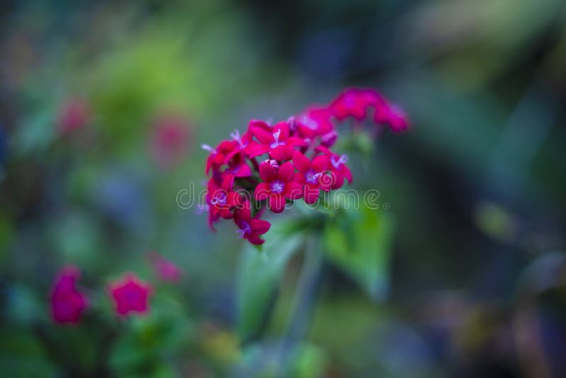 A Little Tiny Fresh Flower stock image. Image of blossom - 264271711