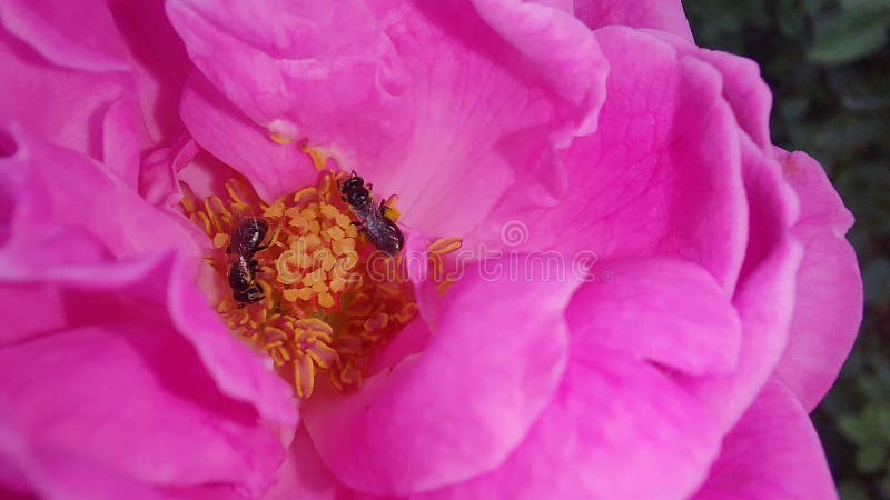 Little Tiny Insects Bees on Rose Pollens Stock Photo - Image of insects ...