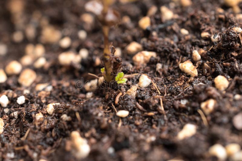 Little Mint Growing in Potting Substrate Stock Photo - Image of planet ...