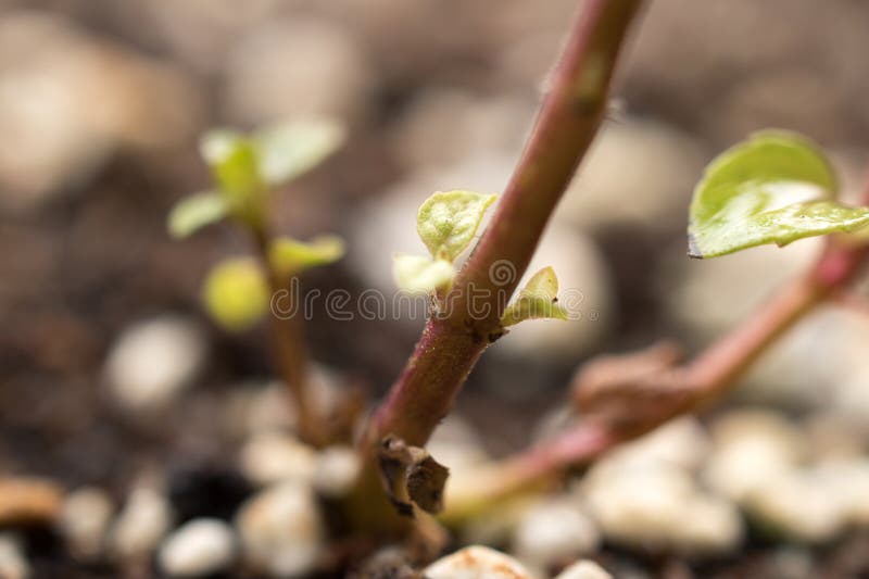 Little Mint Growing in Potting Substrate Stock Image - Image of planet ...