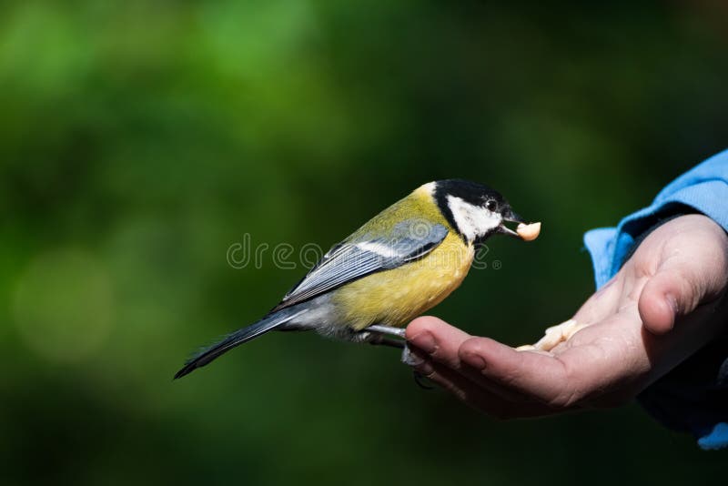 Tit can be fed by hand stock photo. Image of plumage - 102999990