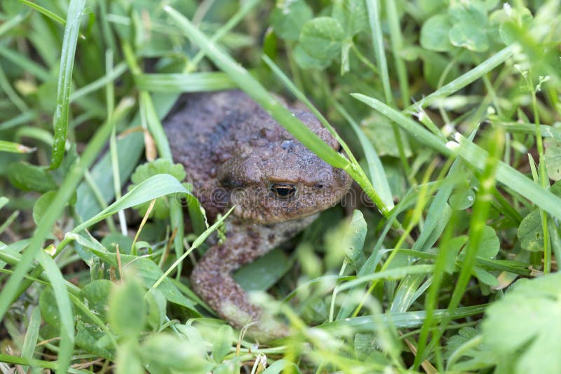 The Little Toad in the Grass Stock Image - Image of wild, closeup ...