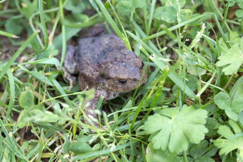 The Little Toad in the Grass Stock Photo - Image of animals, wild ...