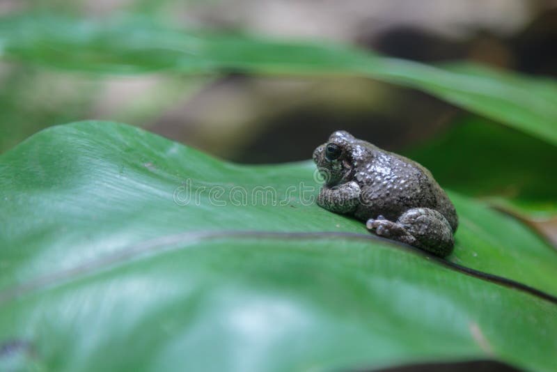 Little Toad on Green Leaf stock image. Image of leaf - 101557287
