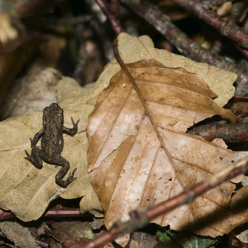 Little toad with leaf stock image. Image of bufo, body - 79708427