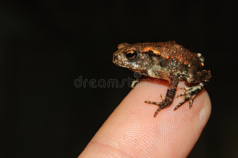 Little toad stock image. Image of nature, ecology, hand - 30560857
