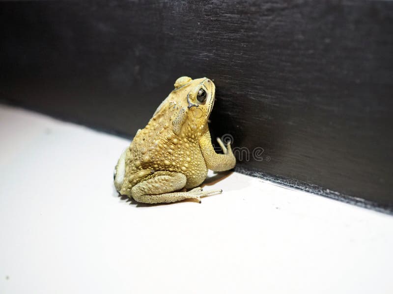 430 Animal Toad Skin Texture Stock Photos - Free & Royalty-Free Stock ...