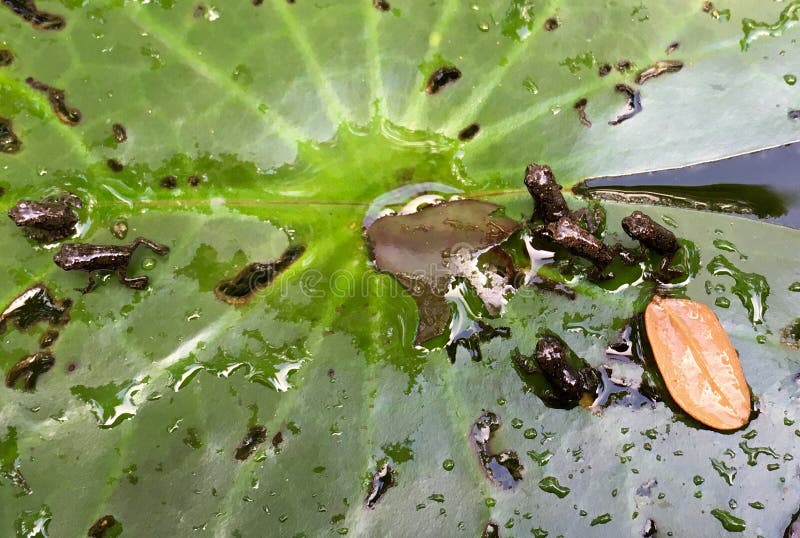 Little toads stock photo. Image of standing, toads, lily - 74358652