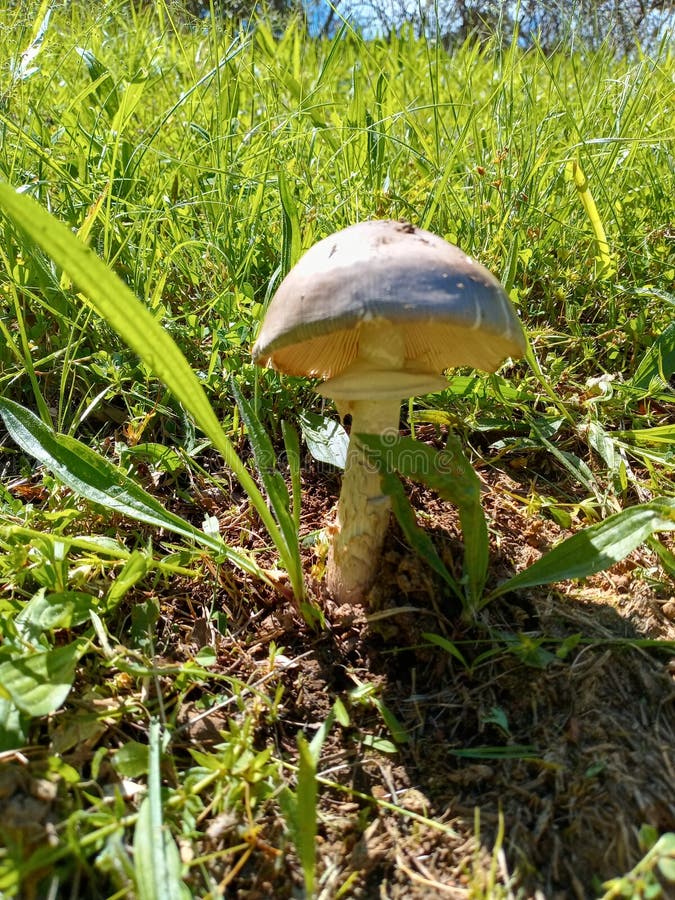 A Little Toadstool in the Grass. Stock Image - Image of tree, flower ...