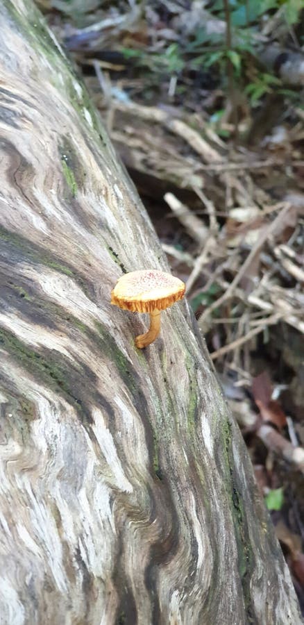 Little Toadstool on a Log stock image. Image of tree - 185480983